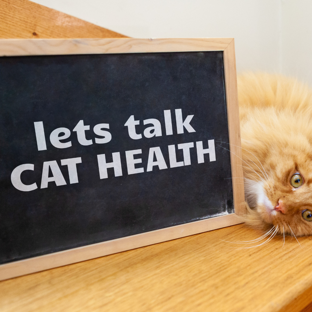 National Cat Health Month - My Dog Walker & Pet Sitting, LLC